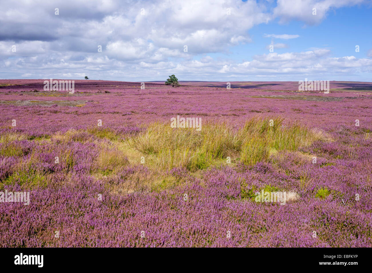 Heather covered moors above Rosedale Abbey, North Yorkshire Stock Photo ...