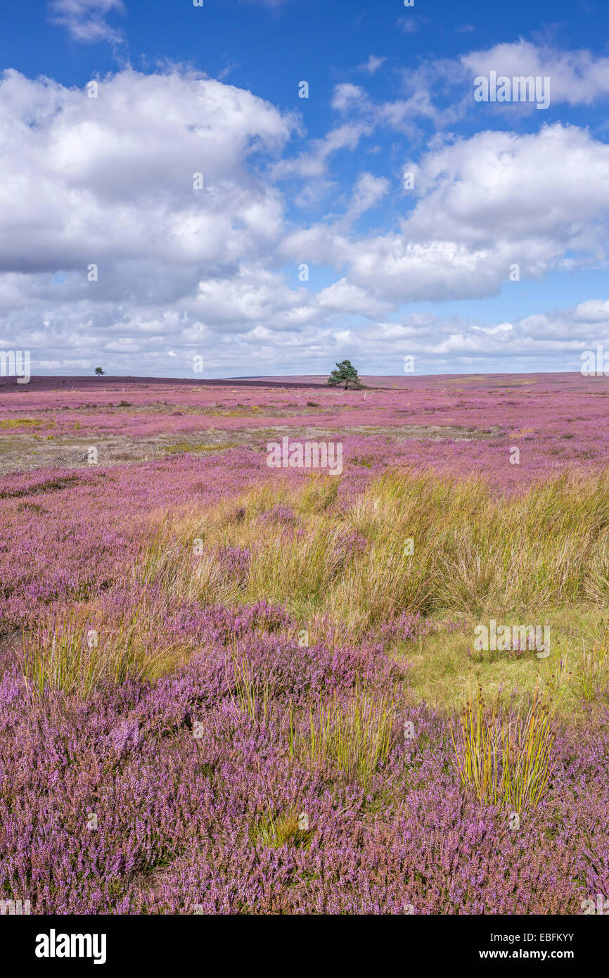 Heather covered moors above Rosedale Abbey, North Yorkshire Stock Photo ...