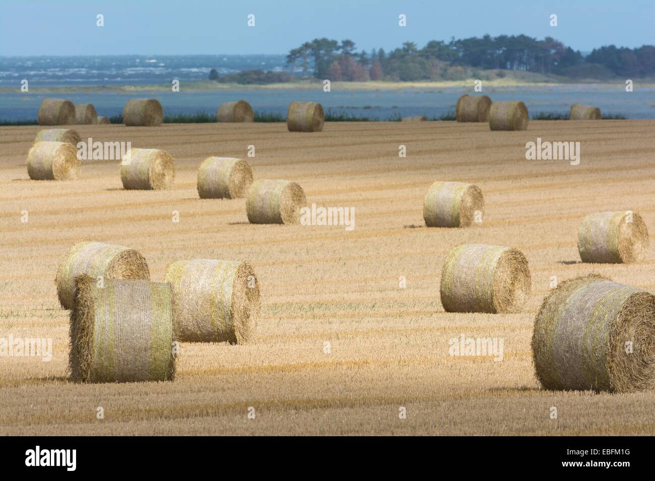 Stubble field with round bales showing high tide on salt marsh with the ...
