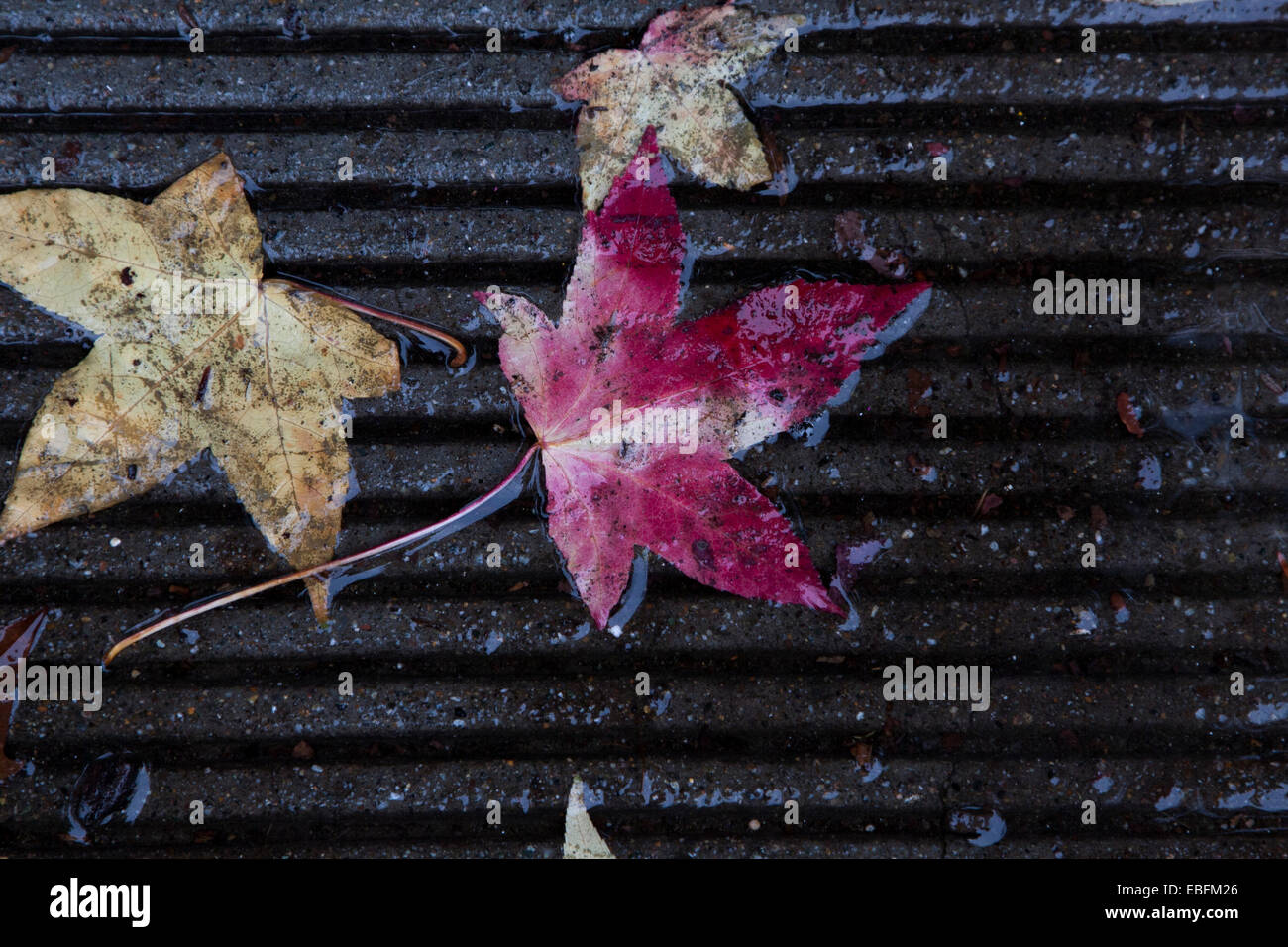 Grooves in leaves hi-res stock photography and images - Alamy