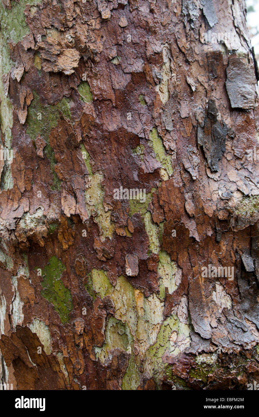 Wet bark brings out the color of a tree in Berkeley, California Stock ...