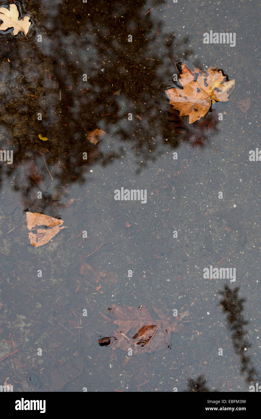 Water reflections puddle hi-res stock photography and images - Alamy
