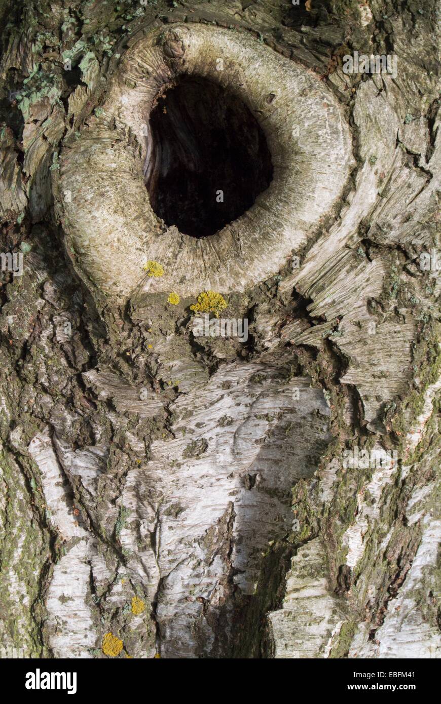 Birch tree Bole Stock Photo - Alamy