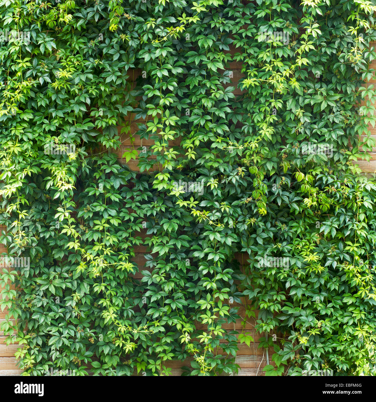 Green floral patterns hi-res stock photography and images - Alamy