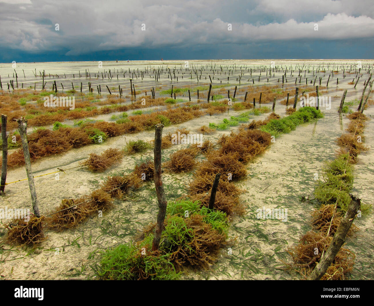 Algae farm hi-res stock photography and images - Alamy