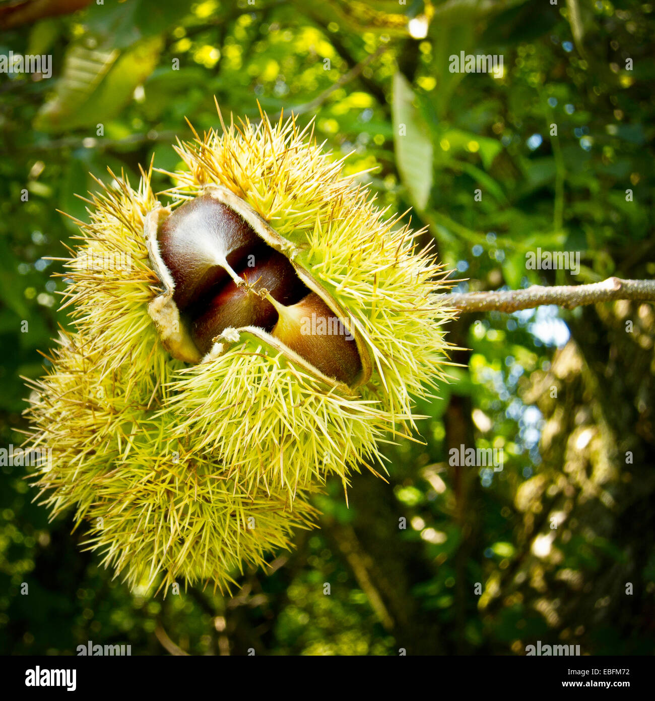 Chestnut coming out of their spiky outer shell Stock Photo - Alamy