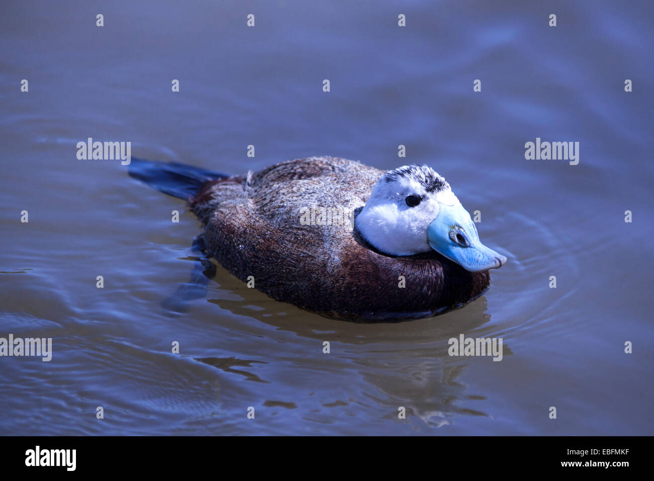 Blue bill duck hi-res stock photography and images - Alamy