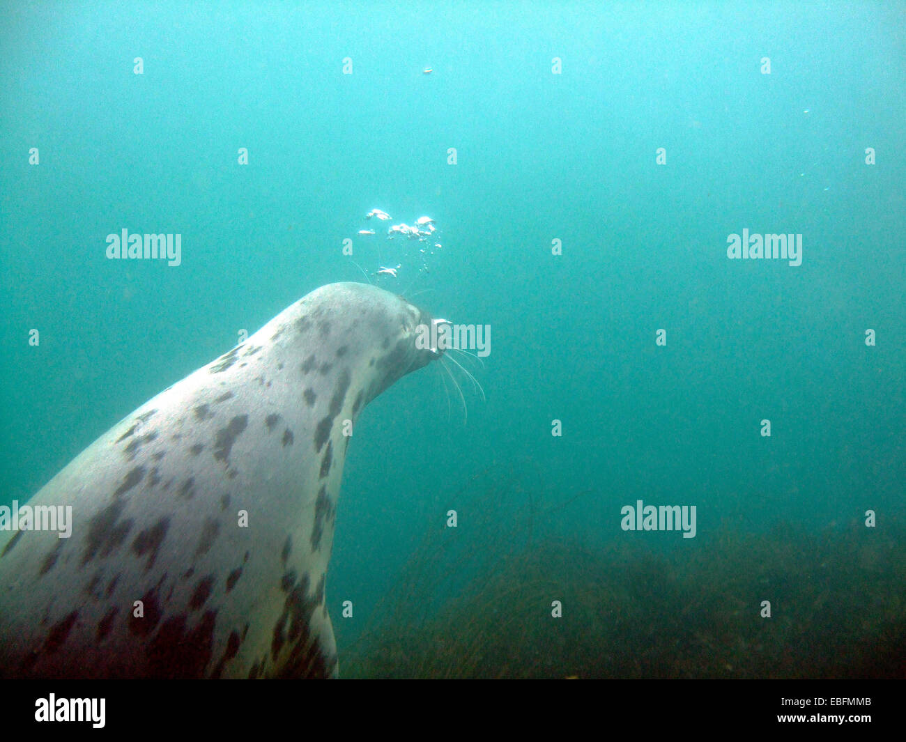 .seal diving at lundy island Stock Photo - Alamy
