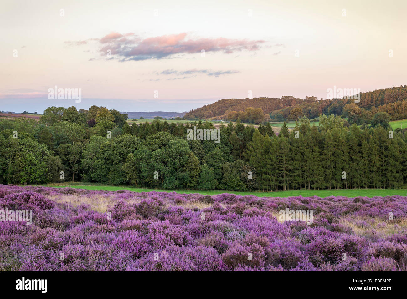 Heather covered moors above Hutton Le Hole, North Yorkshire Stock Photo ...