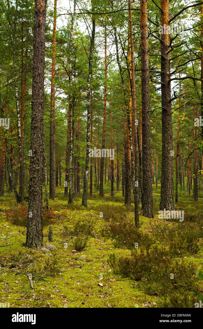 Pine forest landscape Stock Photo - Alamy