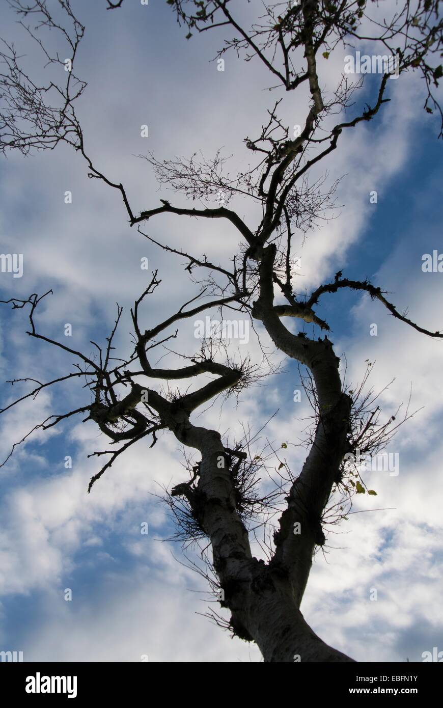 Tree bare branches Stock Photo - Alamy