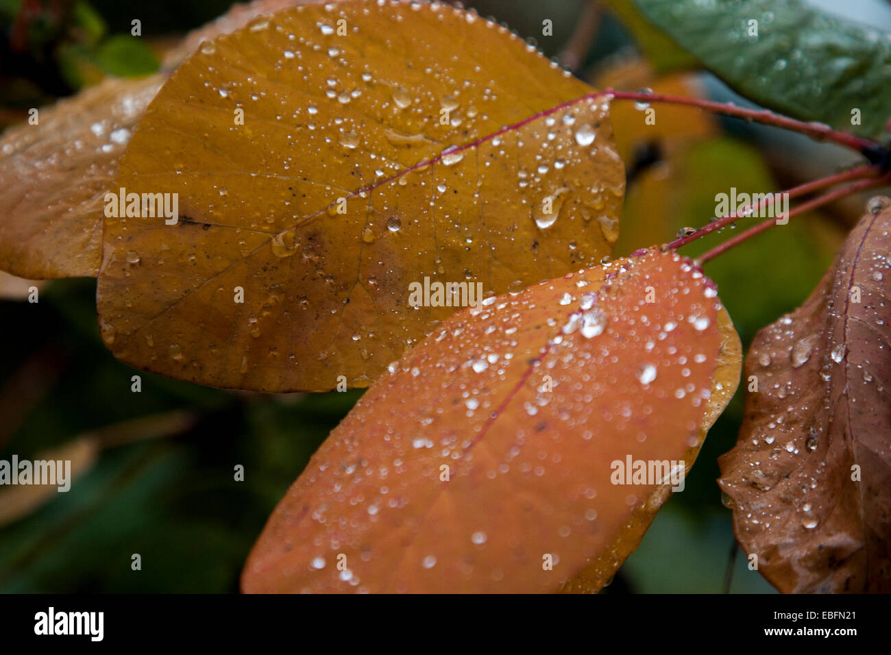 Rain of leaves hi-res stock photography and images - Alamy