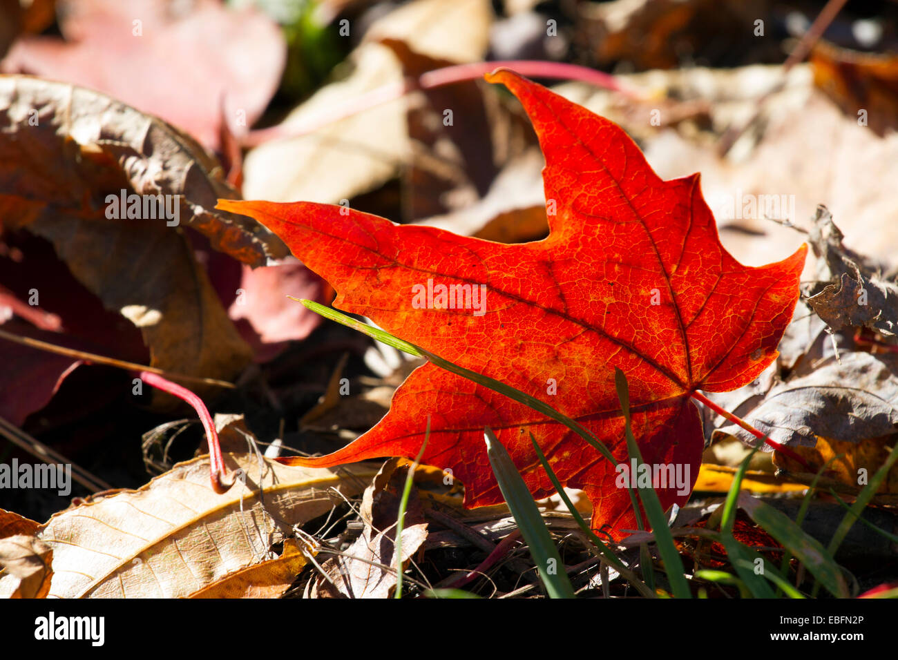 Red Maple leaf Stock Photo - Alamy