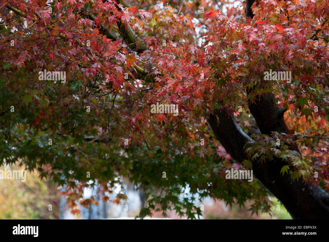 Fall colors in the rain in Berkeley, California Stock Photo - Alamy