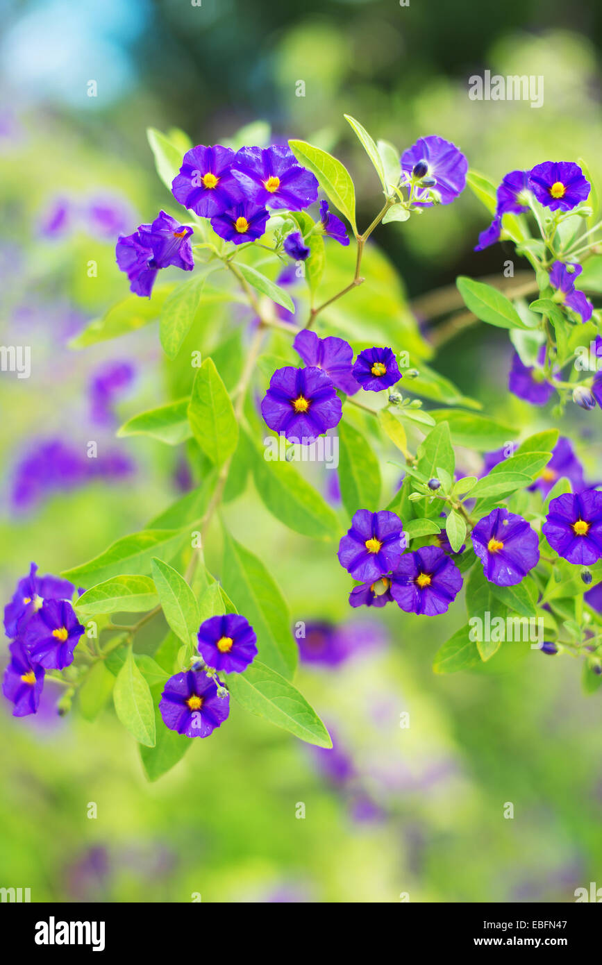 Violet park hi-res stock photography and images - Alamy