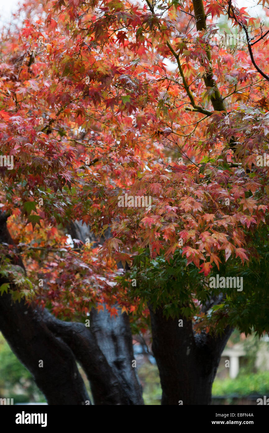 Fall colors in the rain in Berkeley, California Stock Photo - Alamy