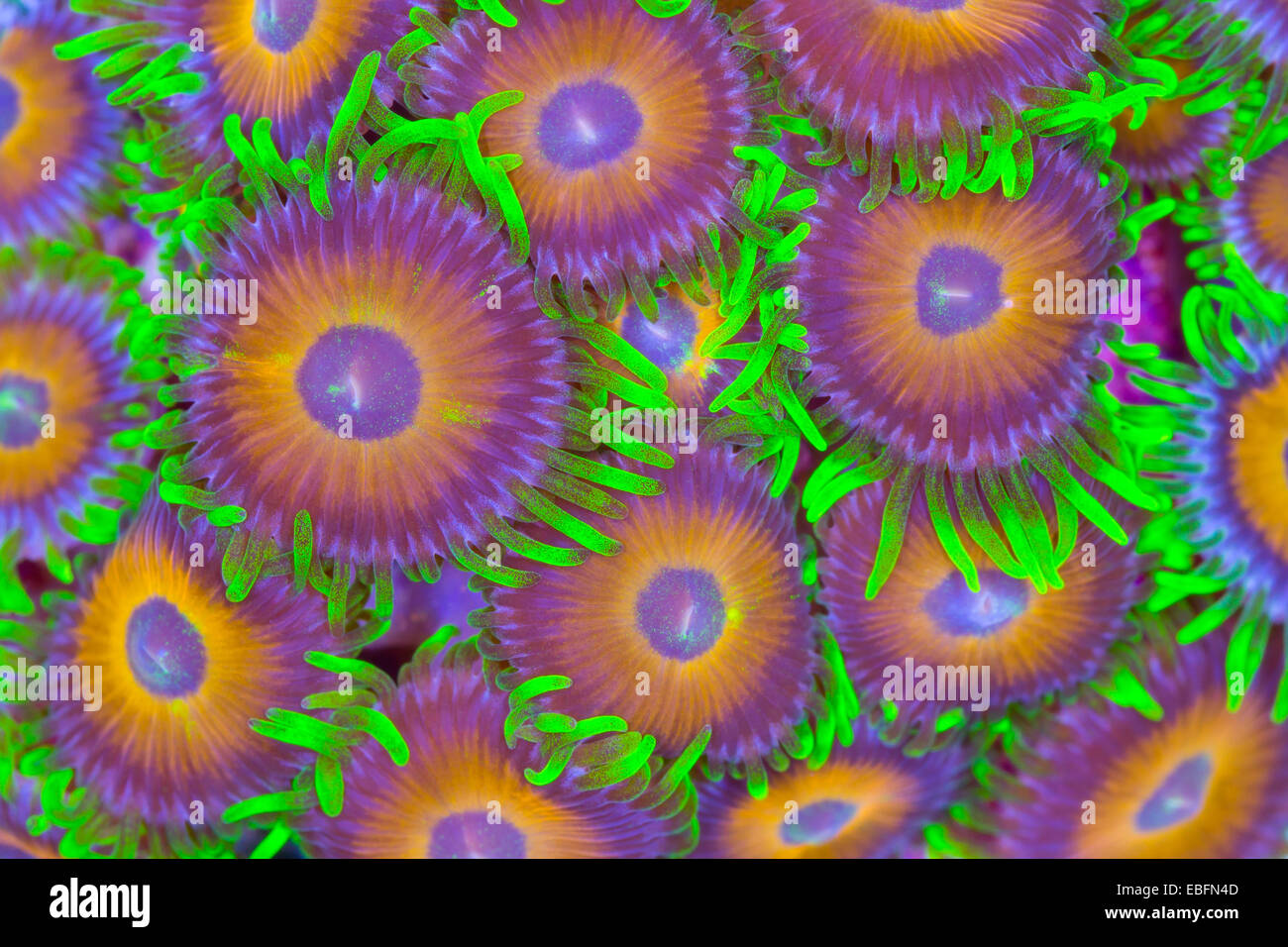 Zoanthid hi-res stock photography and images - Alamy