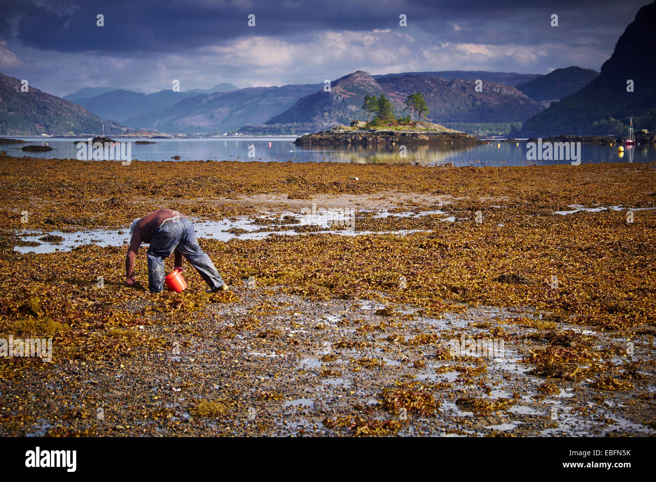Gathering clams at Plockton, edge of Loch Carron Stock Photo - Alamy