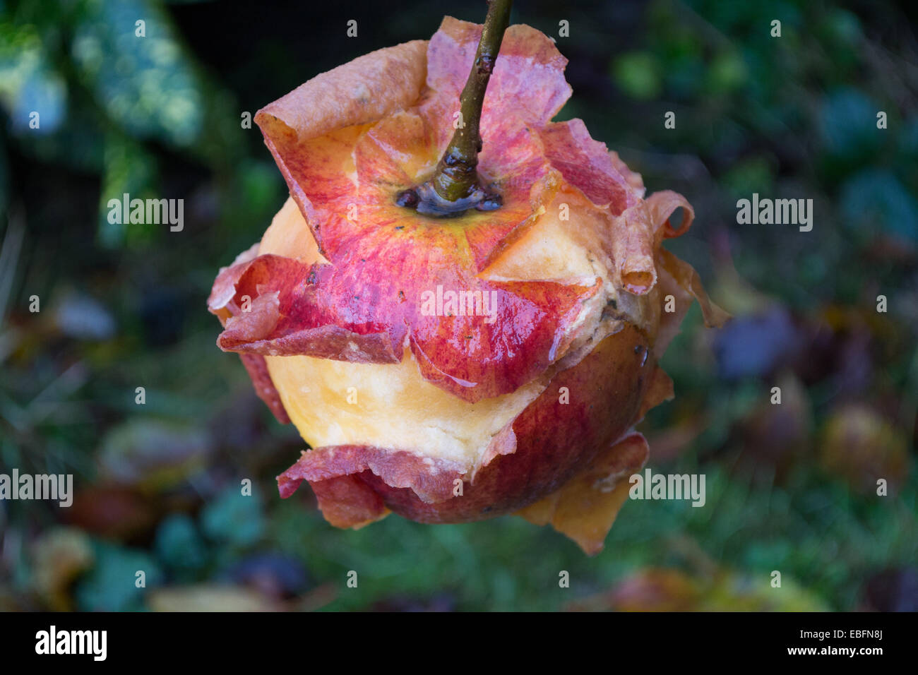 Decaying flesh hi-res stock photography and images - Alamy