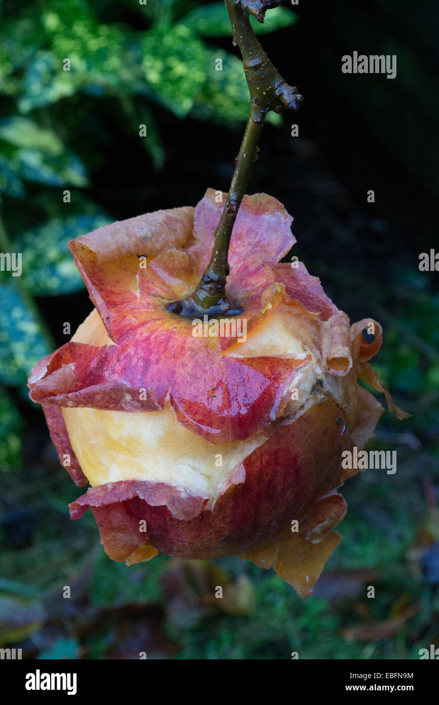 Decaying flesh hi-res stock photography and images - Alamy