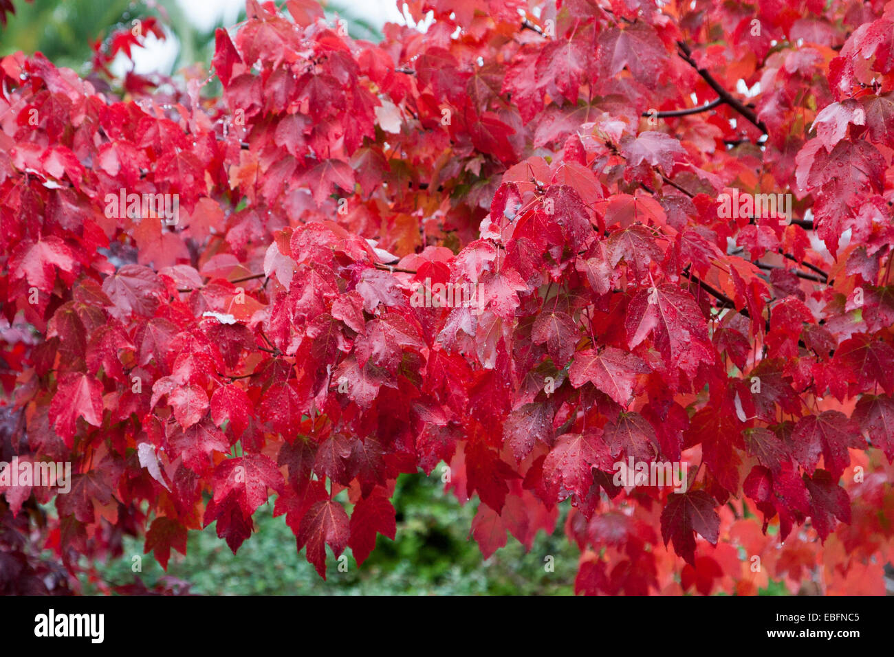 Fall colors in the rain in Berkeley, California Stock Photo - Alamy