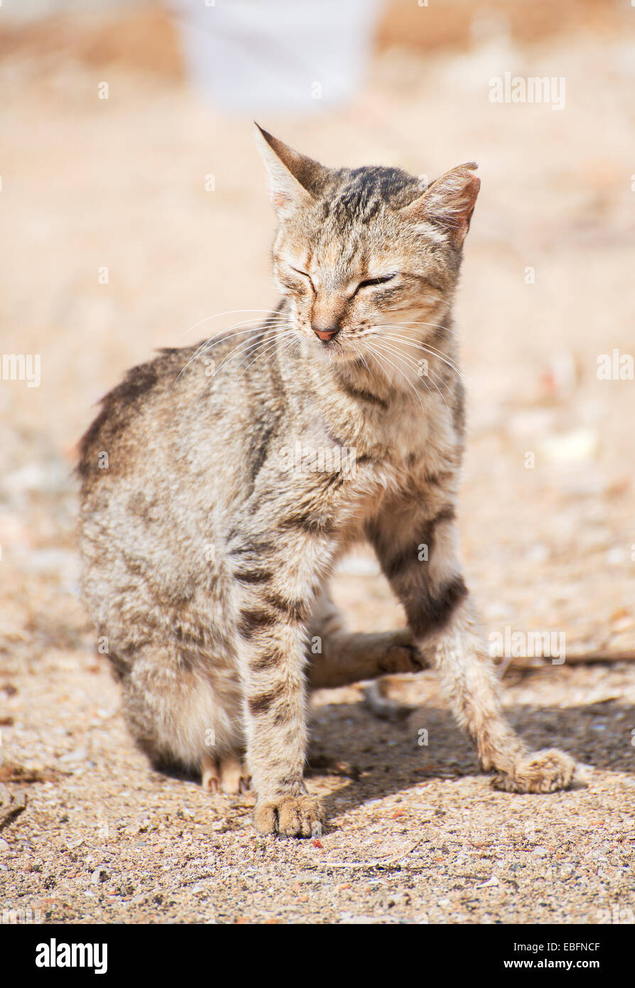 Portrait of dirty stray feral cat outdoors Stock Photo - Alamy