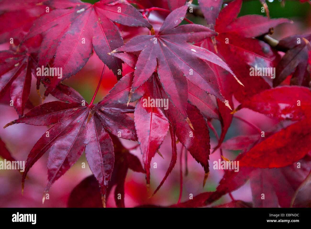 Fall colors in the rain in Berkeley, California Stock Photo - Alamy