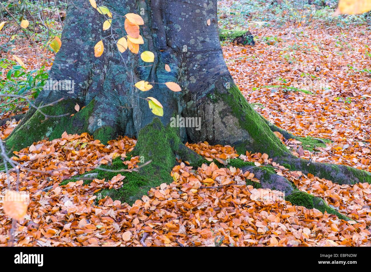One autumn tree hi-res stock photography and images - Alamy