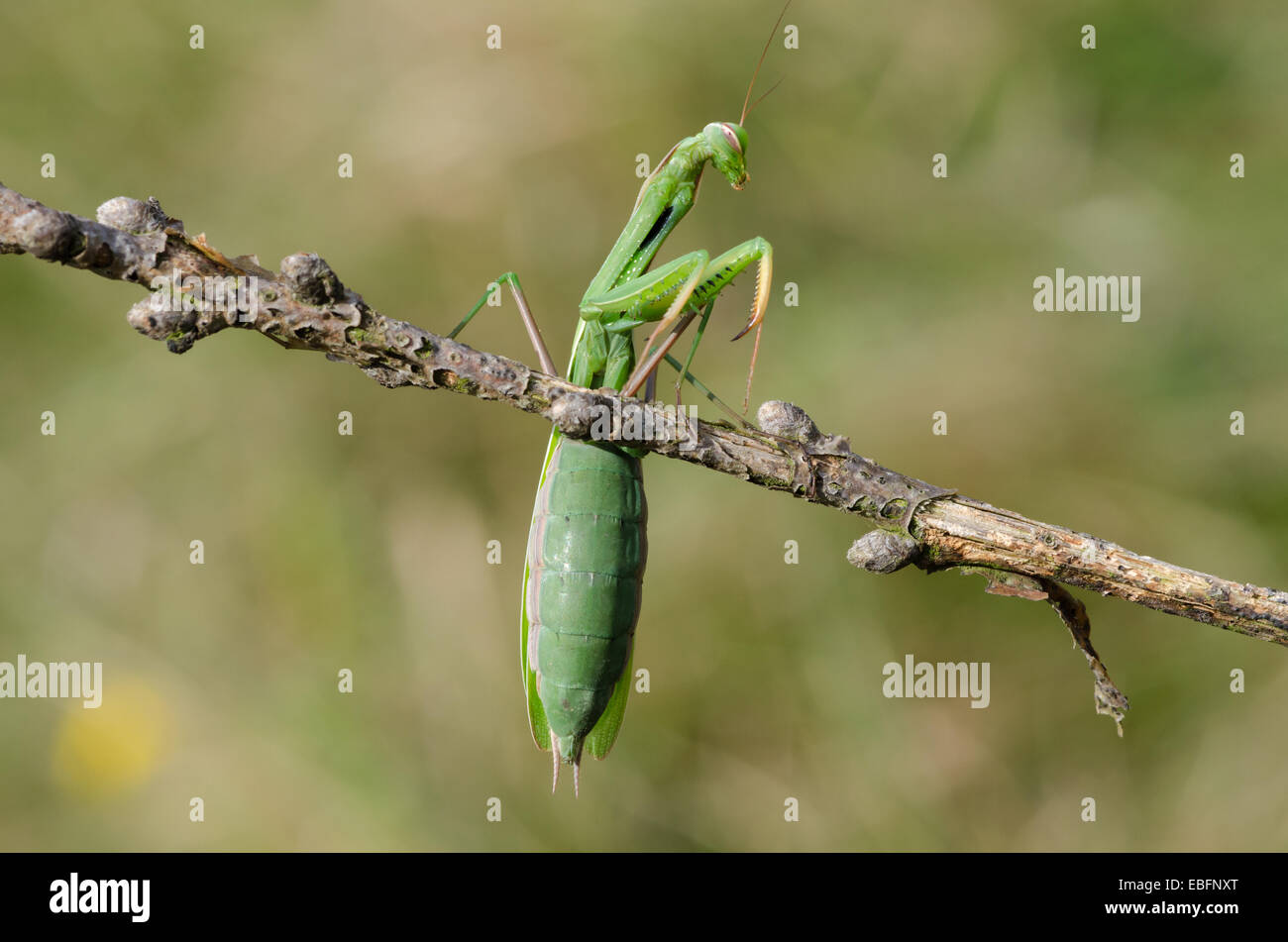 Mantis on a branch hi-res stock photography and images - Alamy