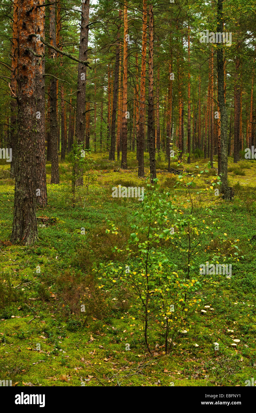 Pine forest landscape Stock Photo - Alamy