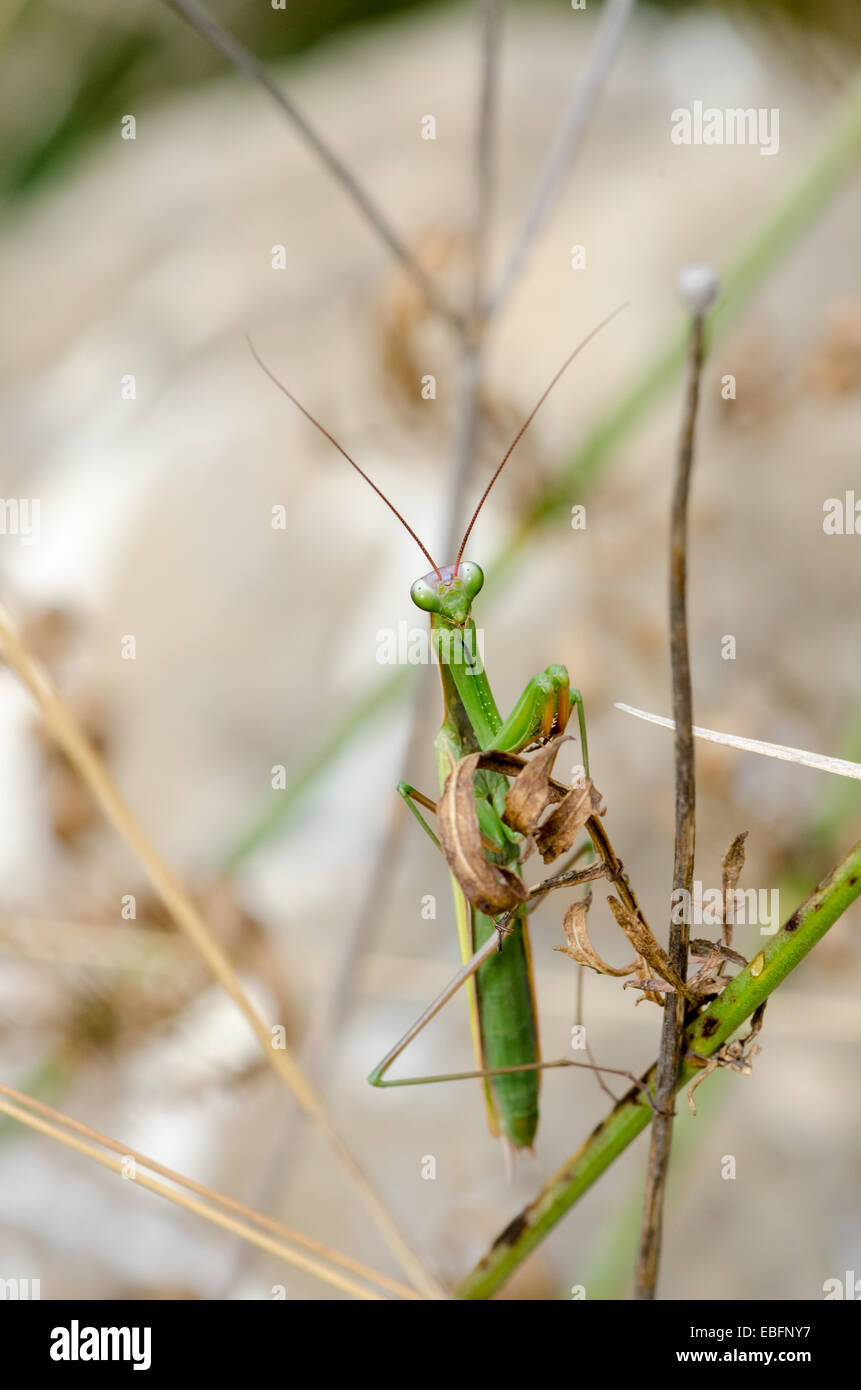 green praying mantis on a branch Stock Photo - Alamy