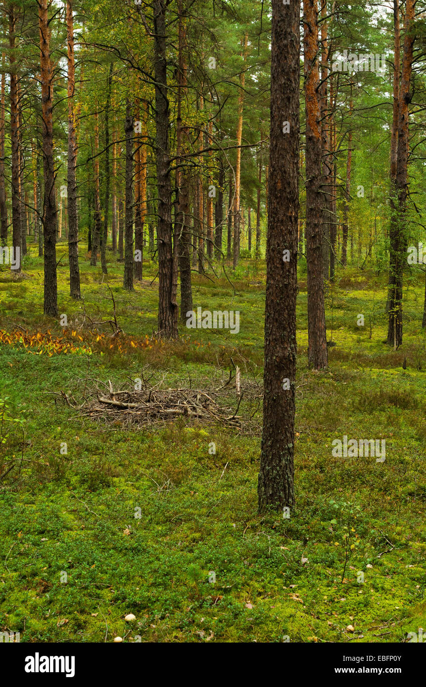 Pine forest landscape Stock Photo - Alamy