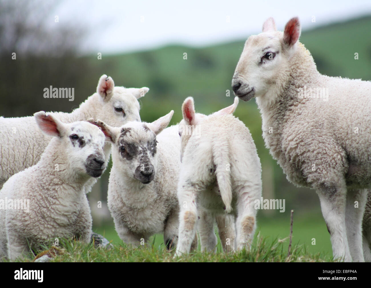 Five Sheep