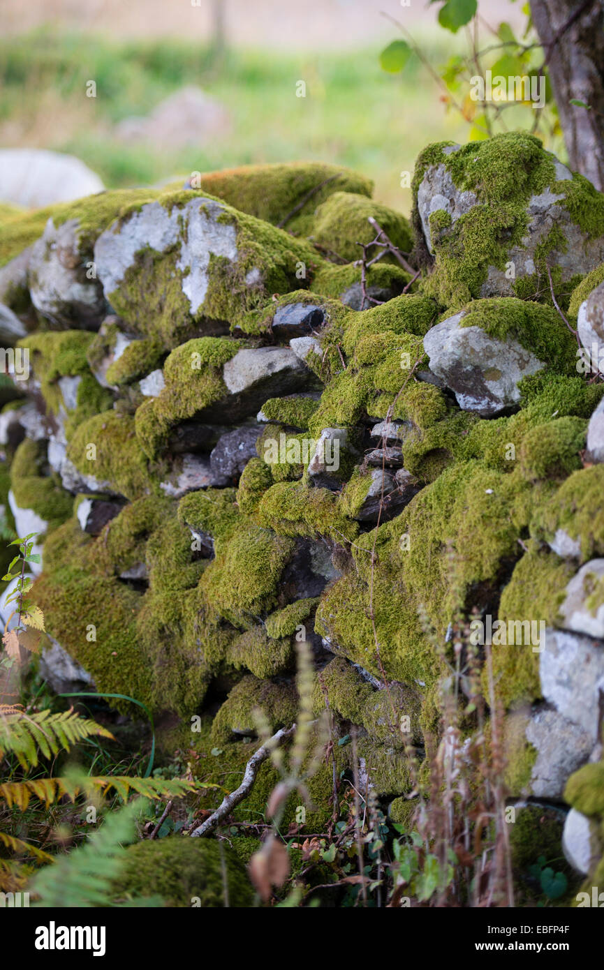 Mossy stone wall hi-res stock photography and images - Alamy