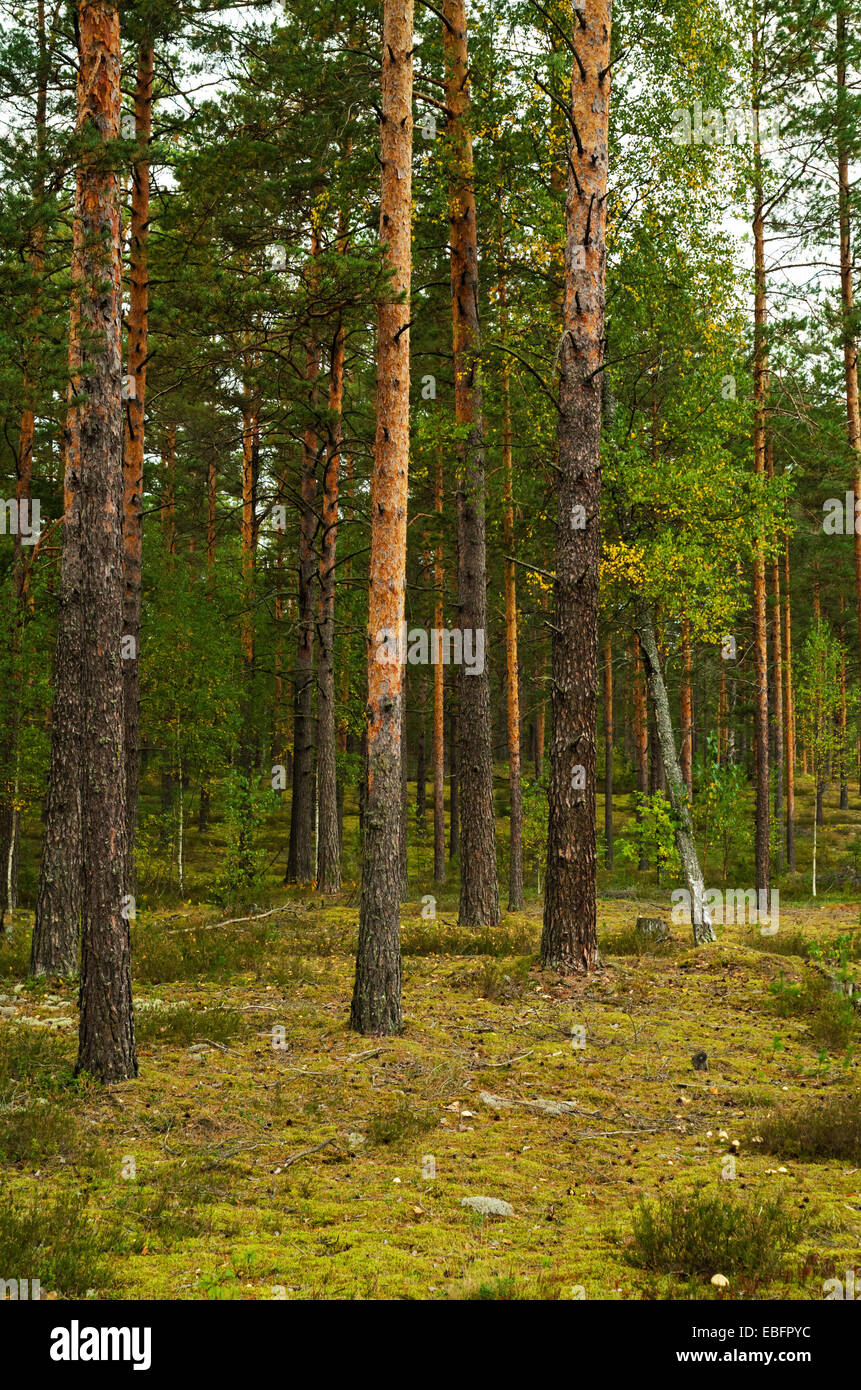 Pine forest landscape Stock Photo - Alamy