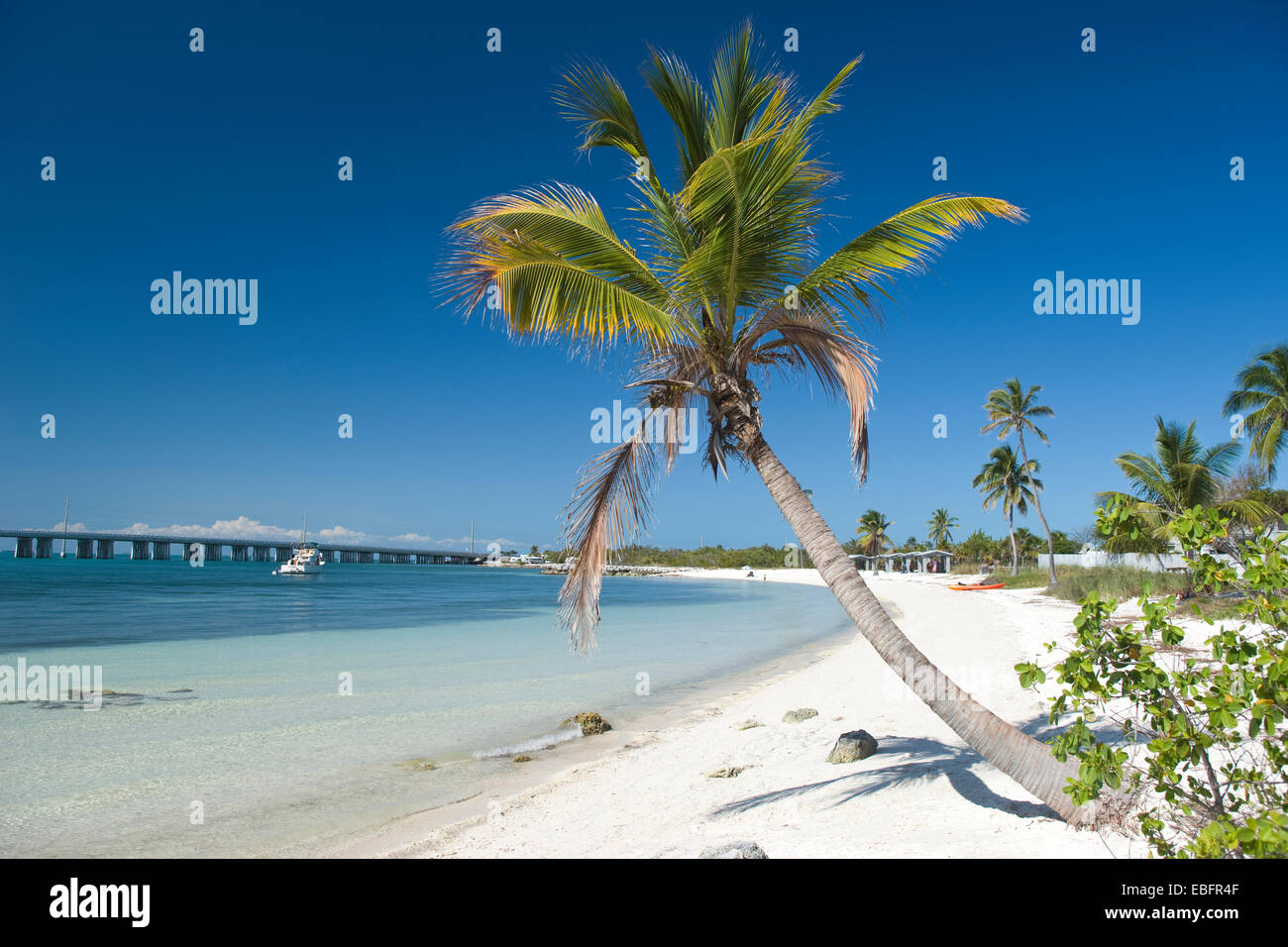 PALM TREE CALUSA BEACH BAHIA HONDA STATE PARK BAHIA HONDA KEY FLORIDA ...