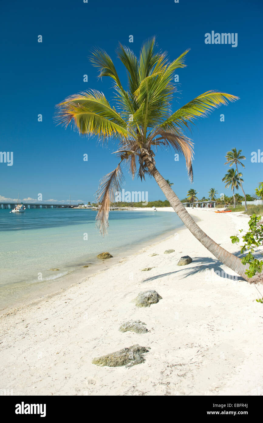 PALM TREE CALUSA BEACH BAHIA HONDA STATE PARK BAHIA HONDA KEY FLORIDA ...