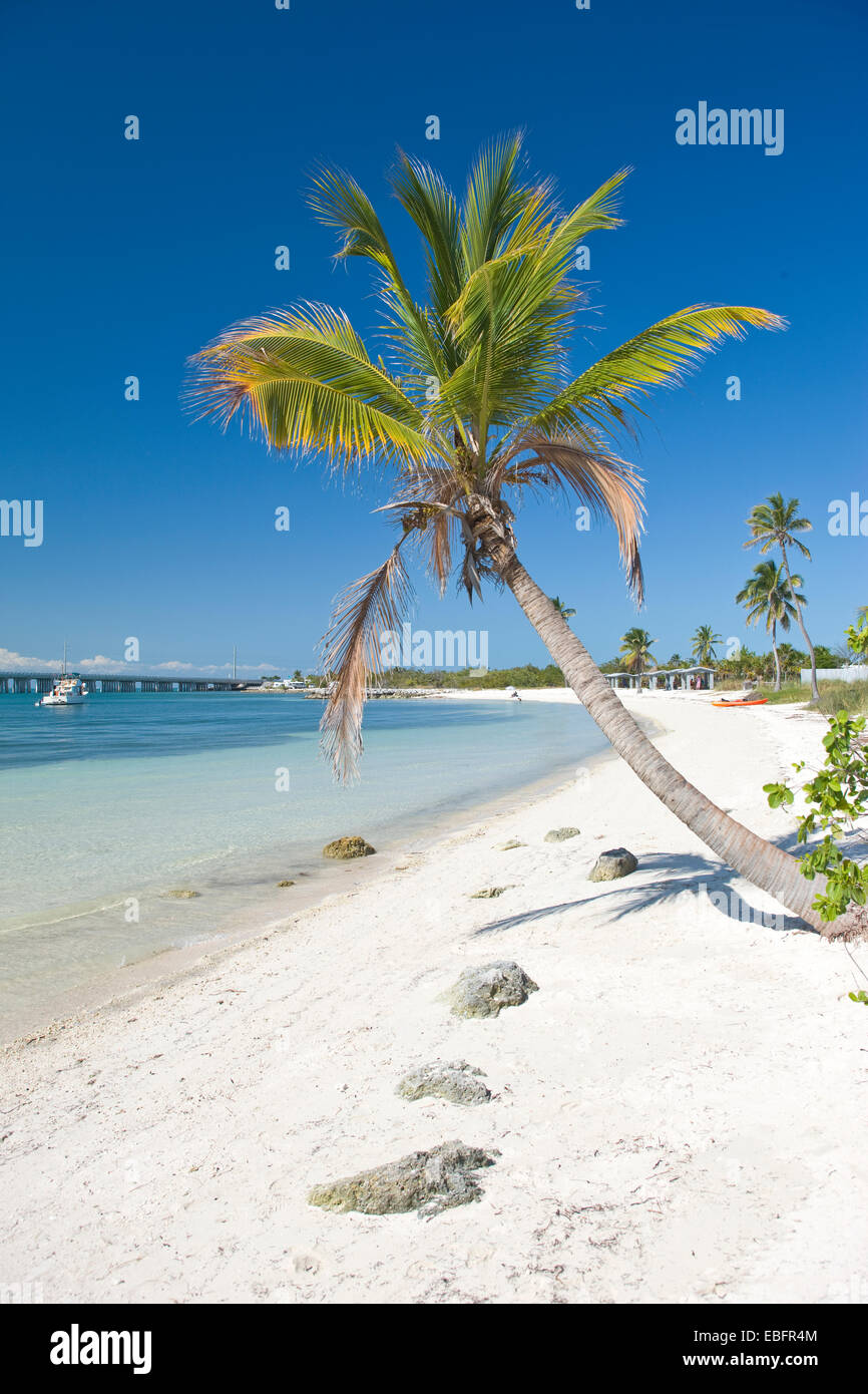 PALM TREE CALUSA BEACH BAHIA HONDA STATE PARK BAHIA HONDA KEY FLORIDA ...