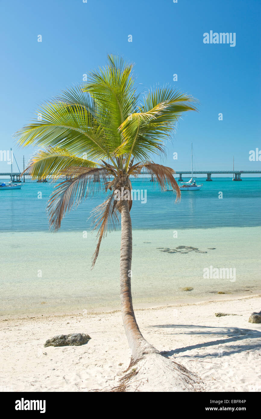 SINGLE PALM TREE CALUSA BEACH BAHIA HONDA STATE PARK BAHIA HONDA KEY ...