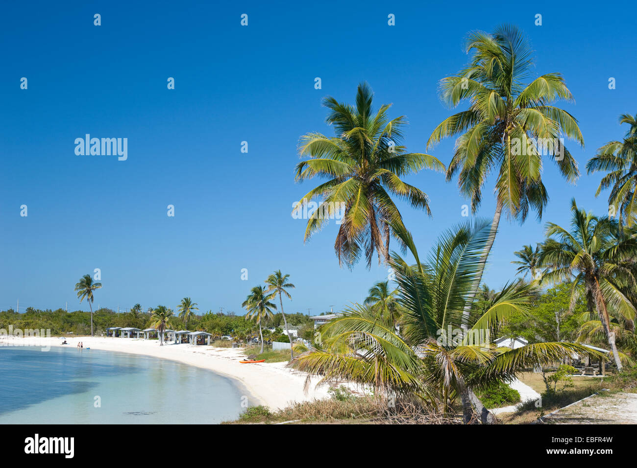PALM TREES CALUSA BEACH BAHIA HONDA STATE PARK BAHIA HONDA KEY FLORIDA ...