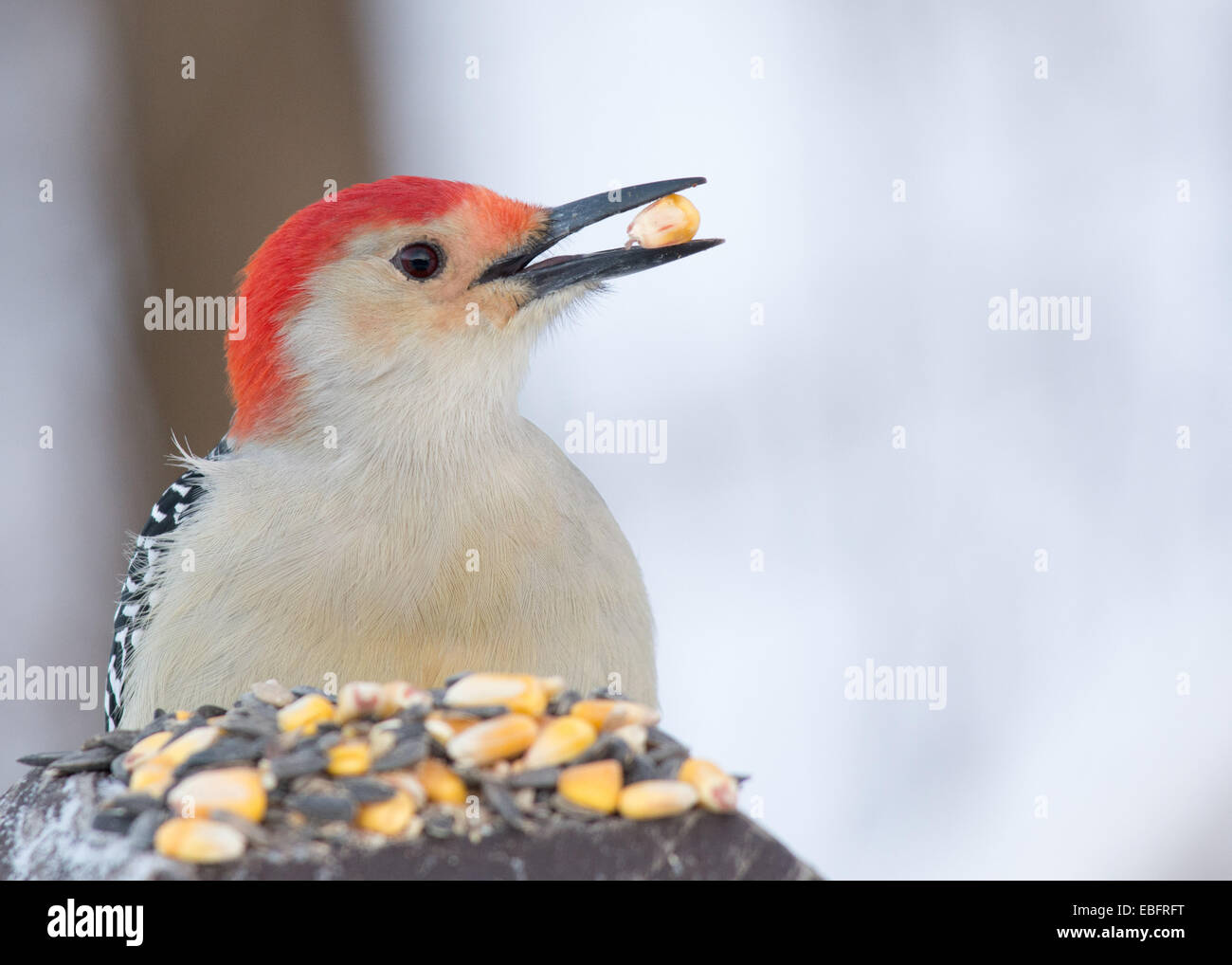 Male red-bellied woodpecker eating bird seed on a wooden post Stock ...