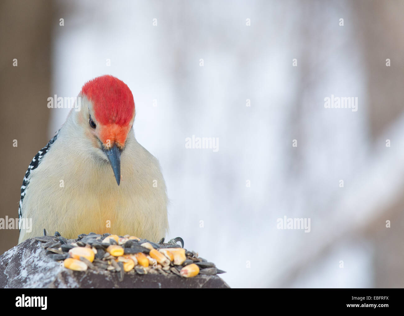 Male red-bellied woodpecker eating bird seed on a wooden post Stock ...