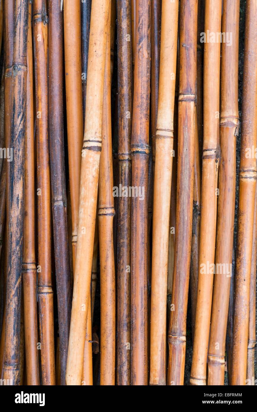 Canes hi-res stock photography and images - Alamy