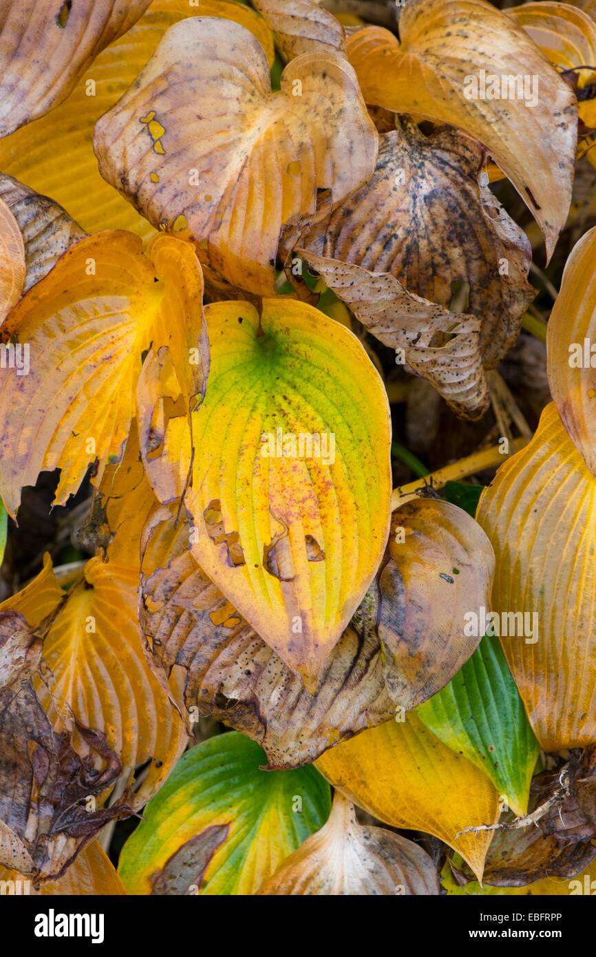 Decaying hosta leaves hi-res stock photography and images - Alamy