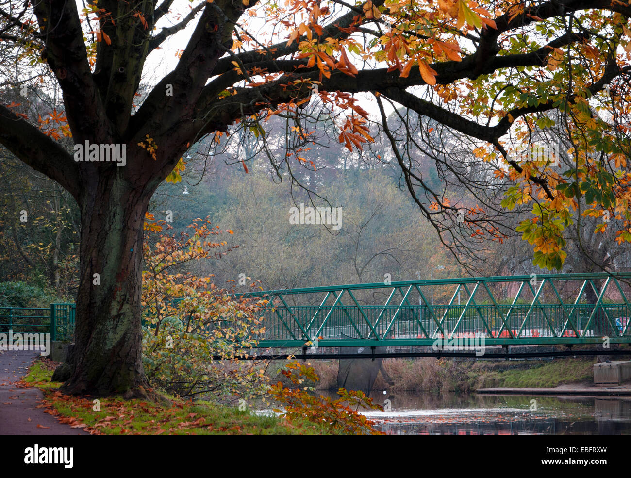 Tree overhanging bridge Stock Photo - Alamy