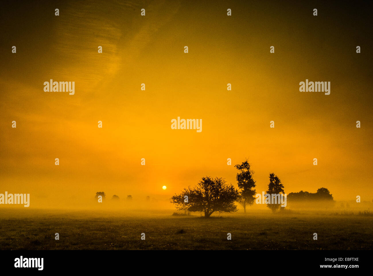 Beautiful Sunrise with tree shadows Stock Photo - Alamy