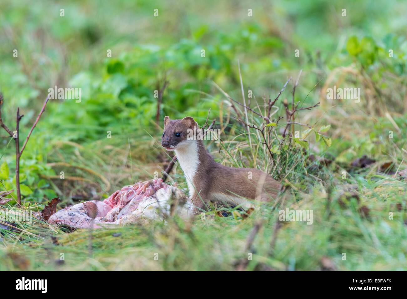 European Stoat - Mustela erminea, feeding on roadside carrion Stock ...