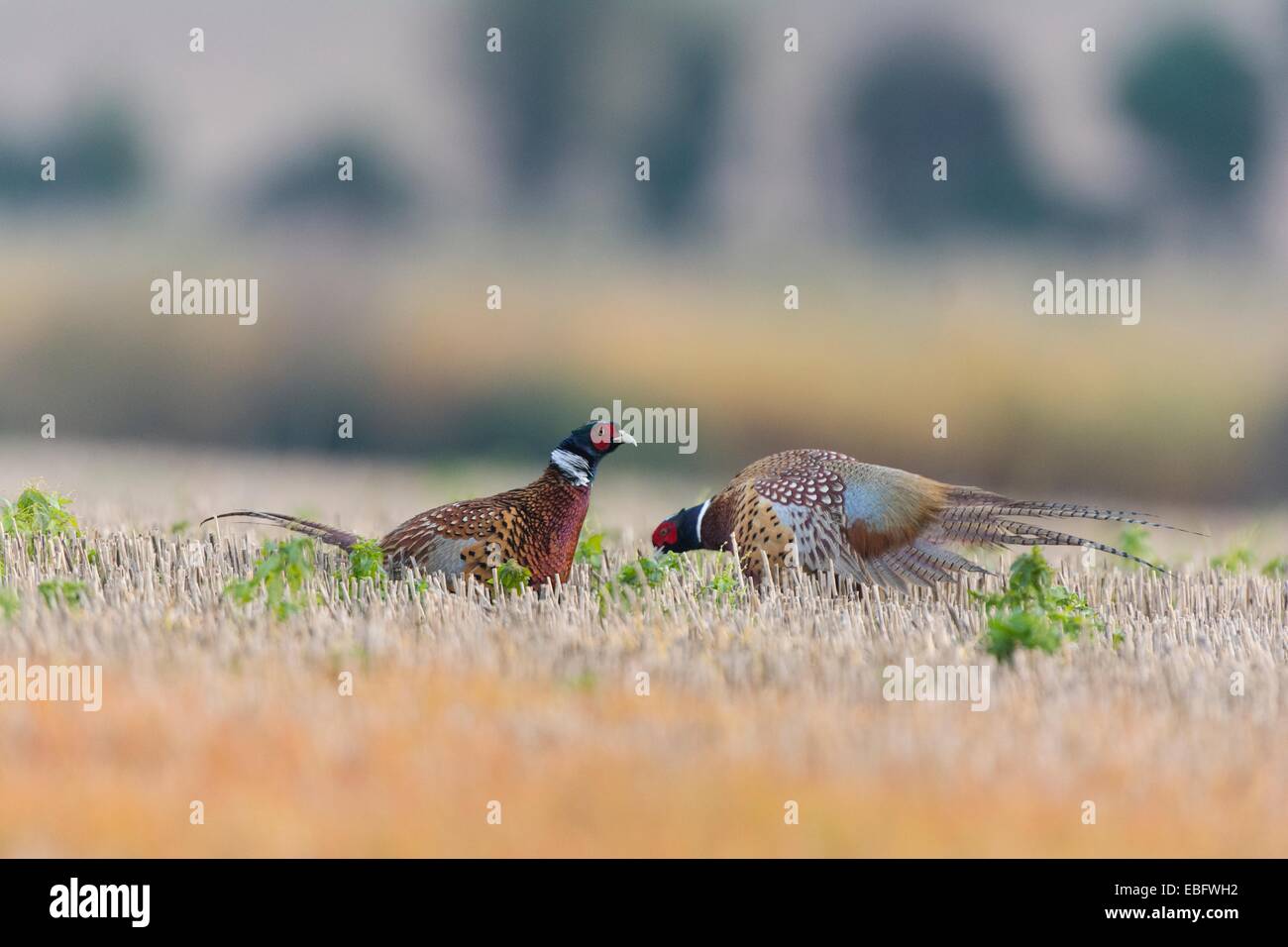 Cock Pheasants - Phasianus colchicus,, males in territorial activity ...