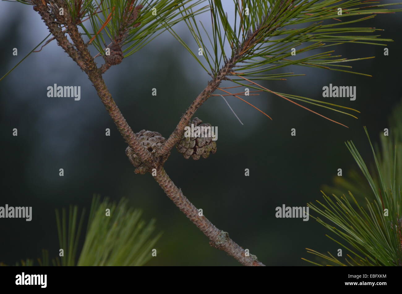 Conifer seeds hi-res stock photography and images - Alamy