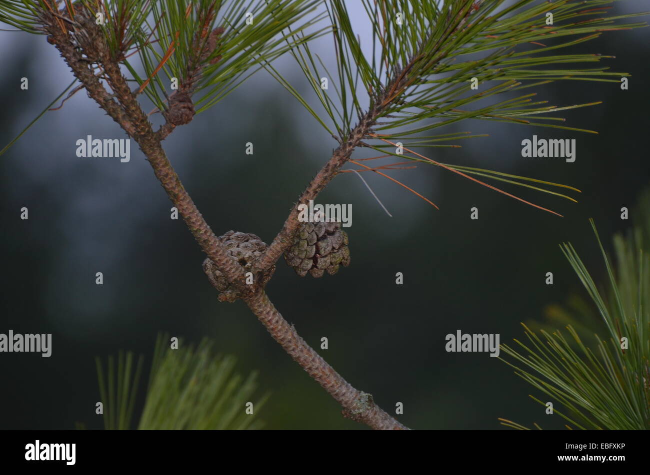 Long pine cones hi-res stock photography and images - Alamy